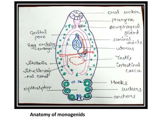 General organisatoon of monogenea | PPTX