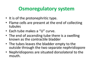 General organisatoon of monogenea | PPTX