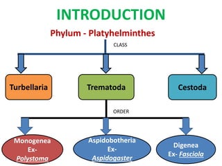 General organisatoon of monogenea | PPTX