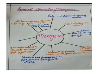 General organisatoon of monogenea | PPTX