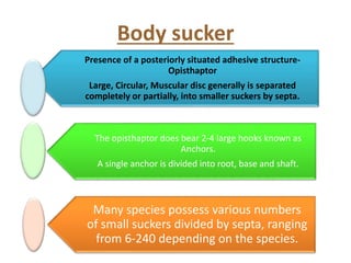 General organisatoon of monogenea | PPTX