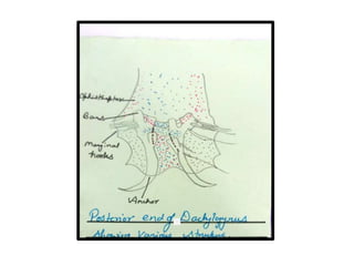 General organisatoon of monogenea | PPTX