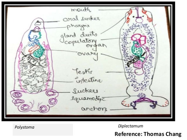 General organisatoon of monogenea
