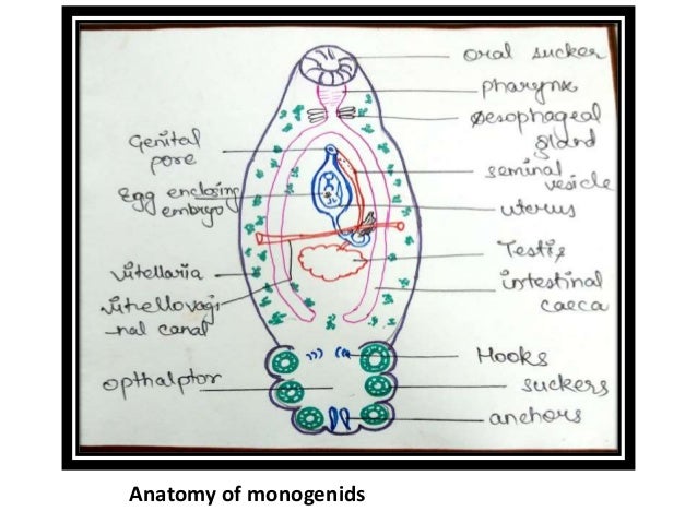General organisatoon of monogenea