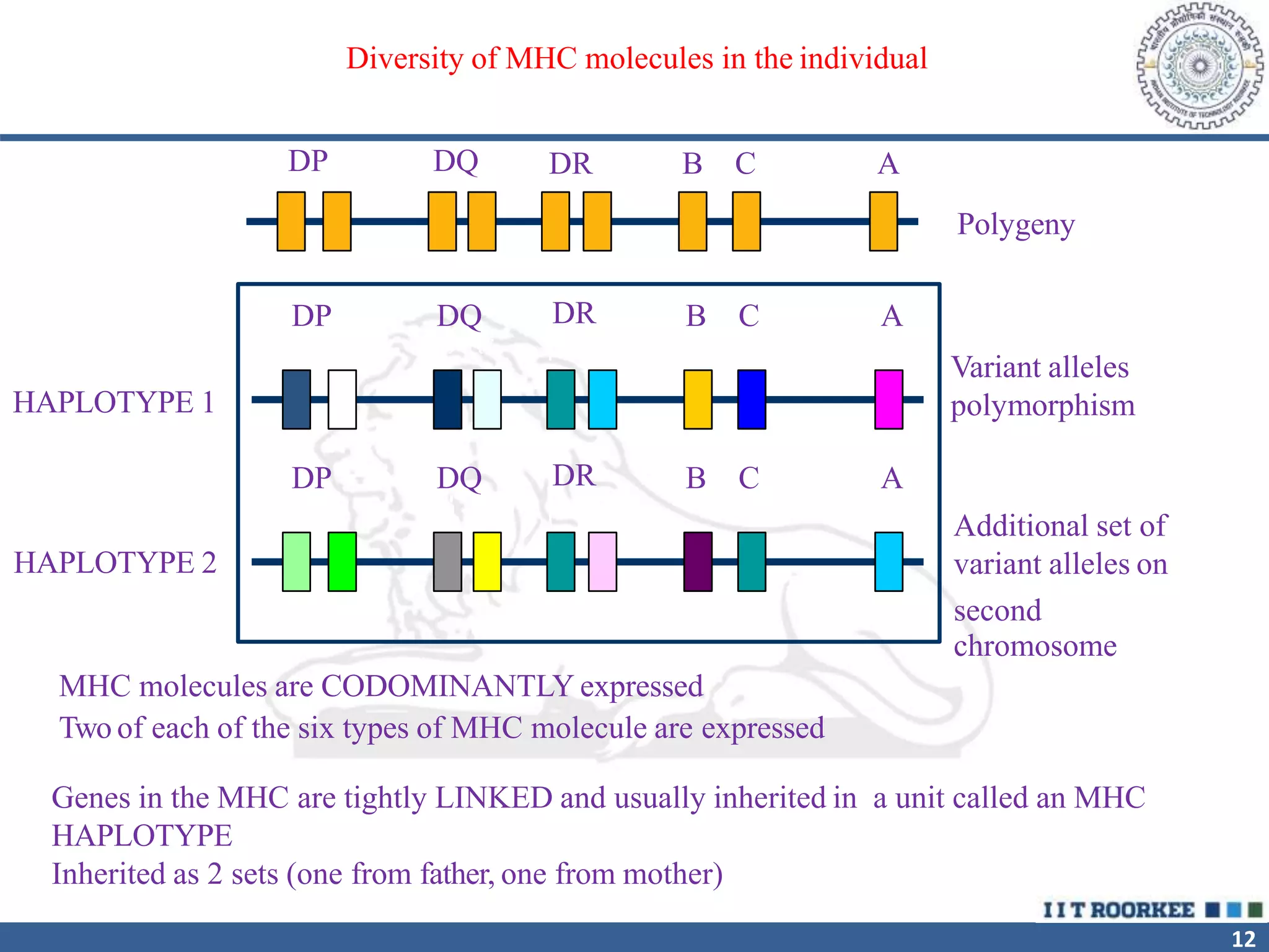 General organization and inheritance of MHC | PPTX
