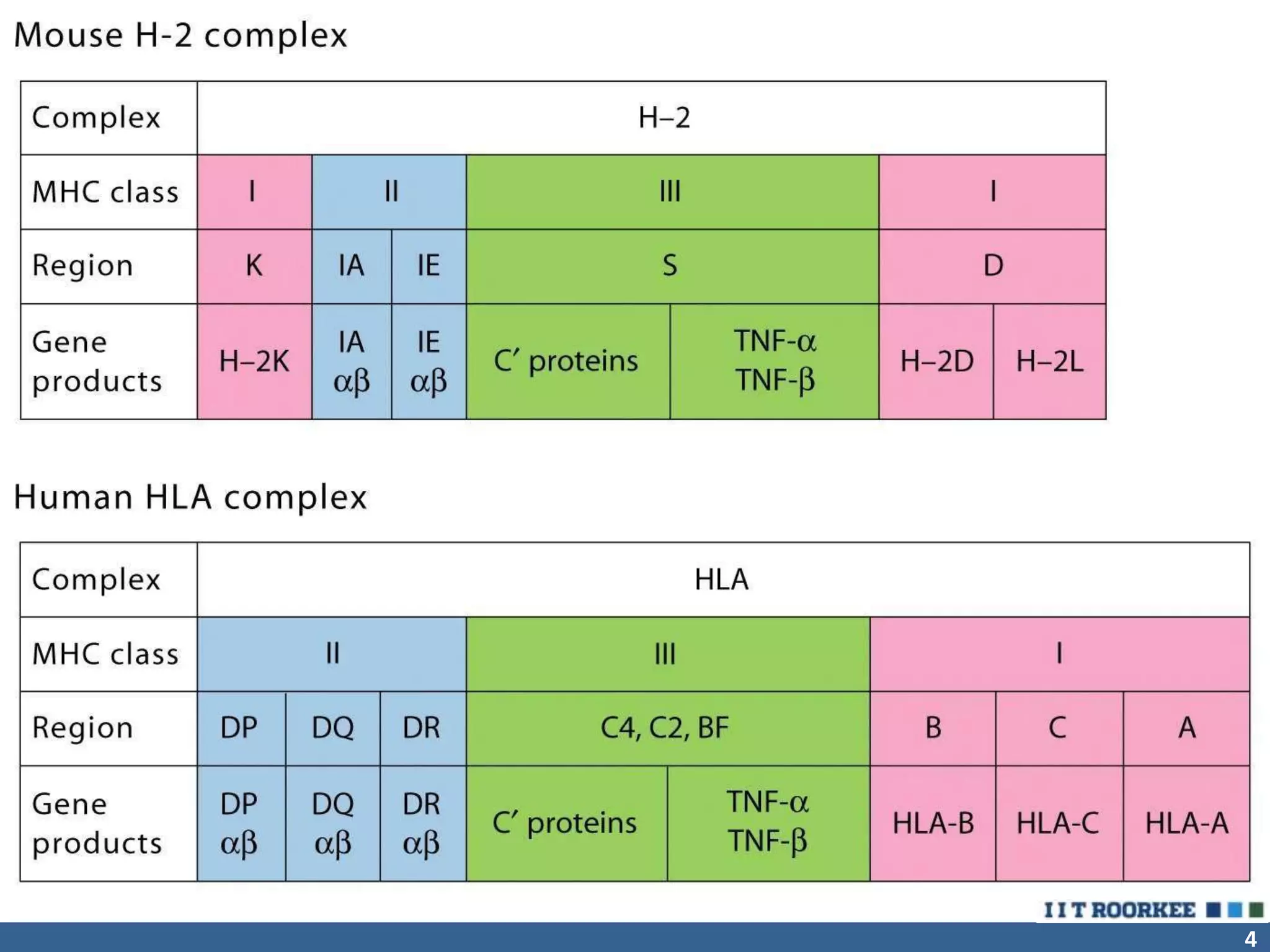 General organization and inheritance of MHC | PPTX