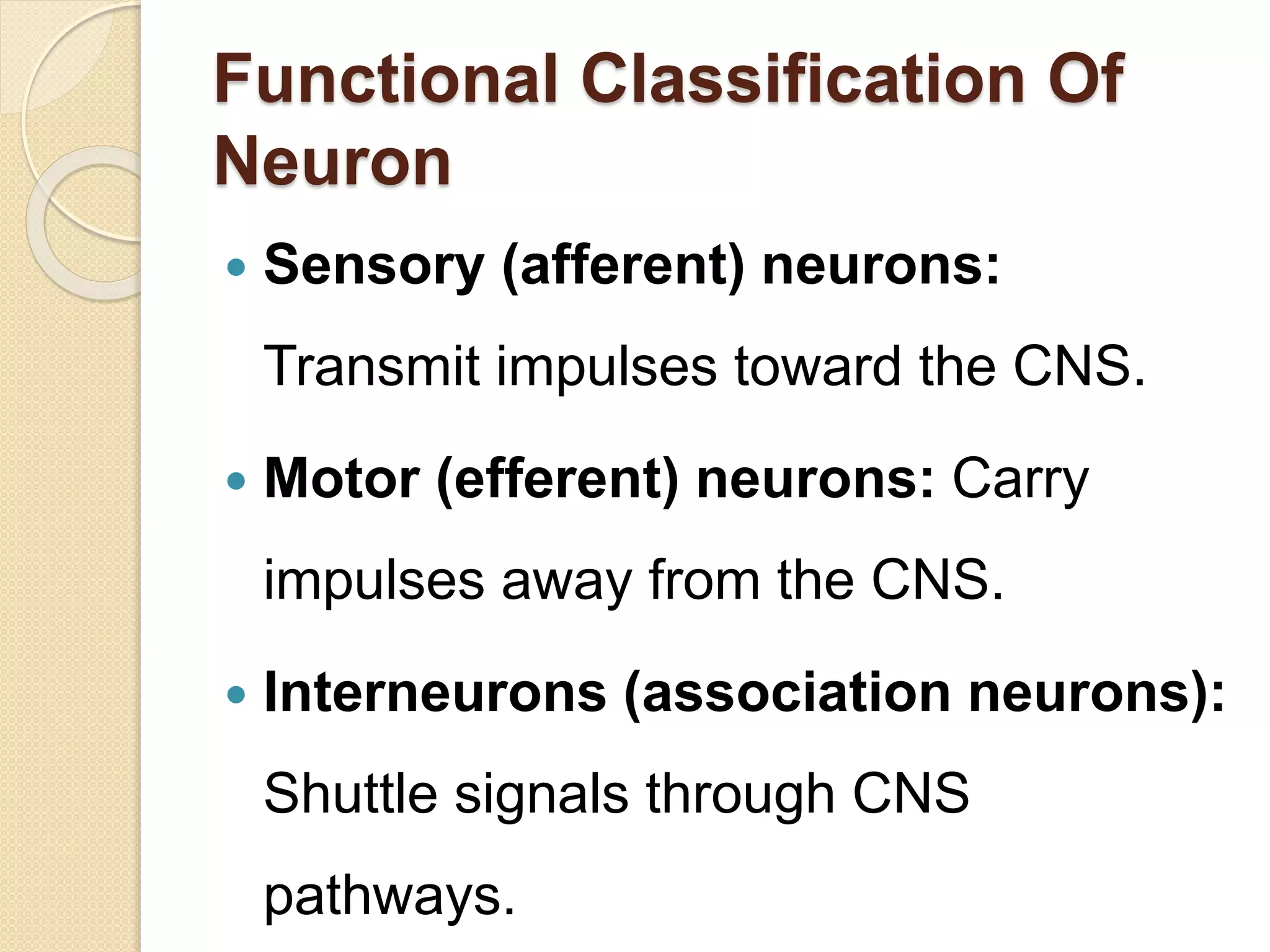 General organization of nervous system | PPTX
