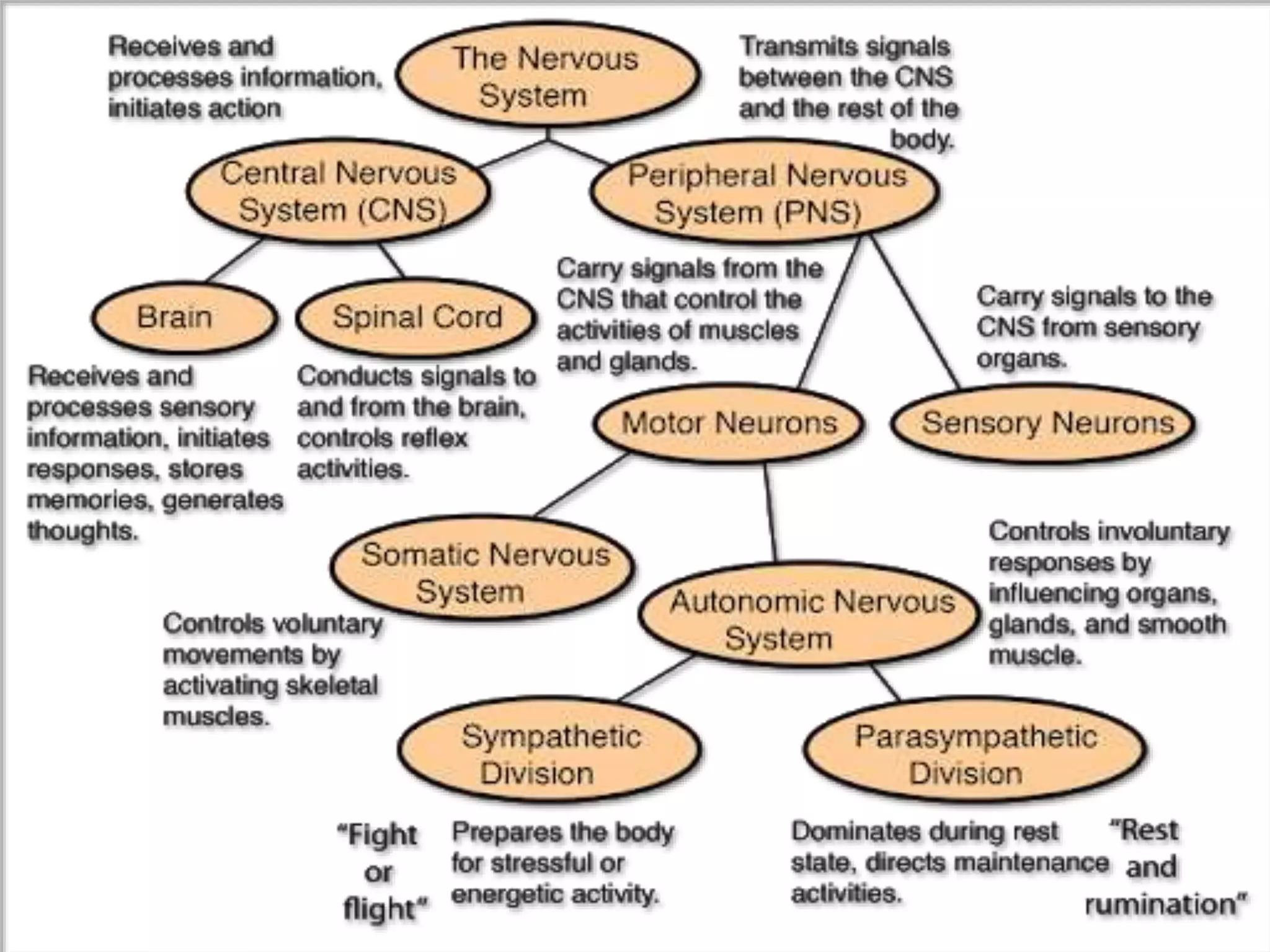 General organization of nervous system | PPTX