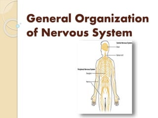 Peripheral Nervous System (PNS): Parts And Function, 44% OFF