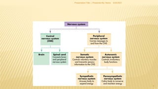 General organization of ns | PPT