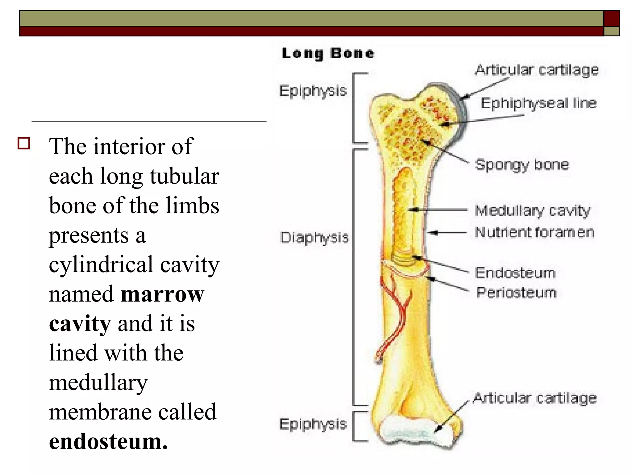 General osteology | PPT