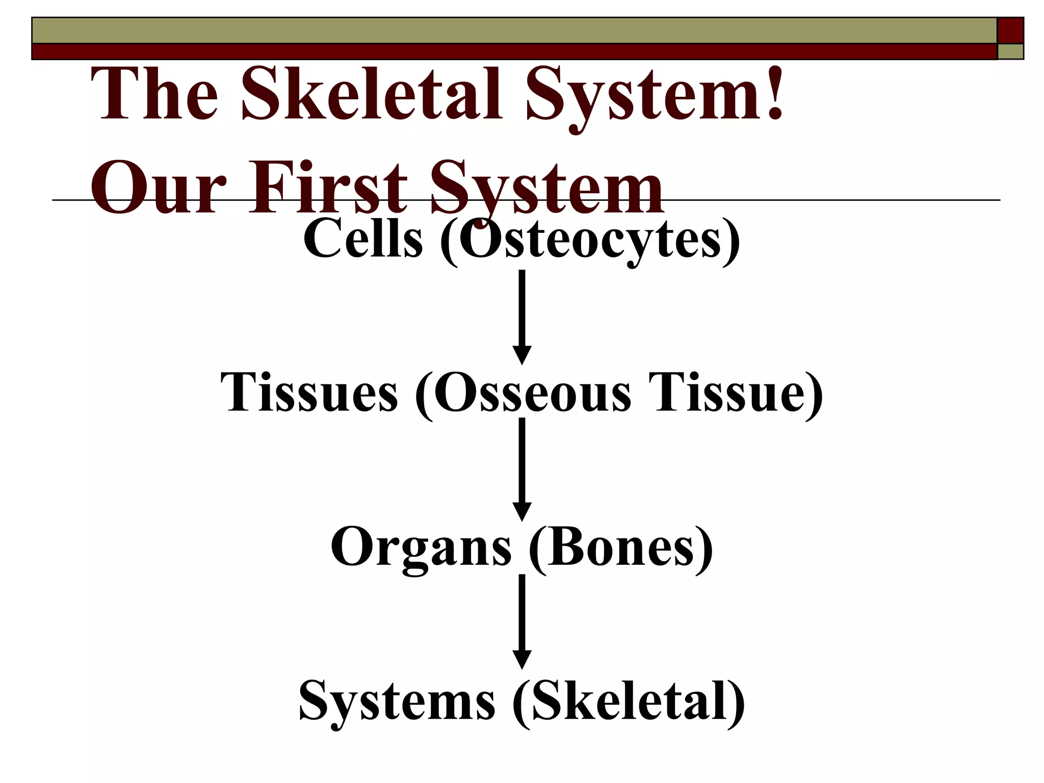 General osteology | PPT