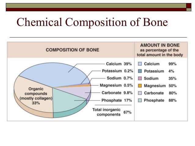 General Osteology General Osteology