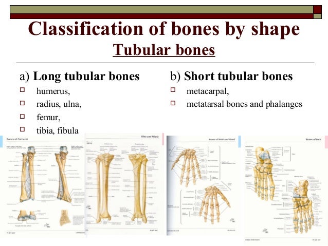 General osteology