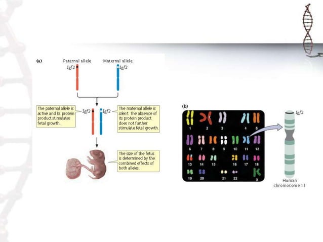 General overview of patterns of transmission of single gene traits | PPTX