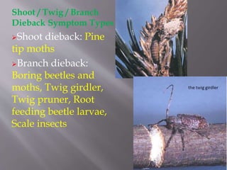 Agricultural Entomology | PPTX