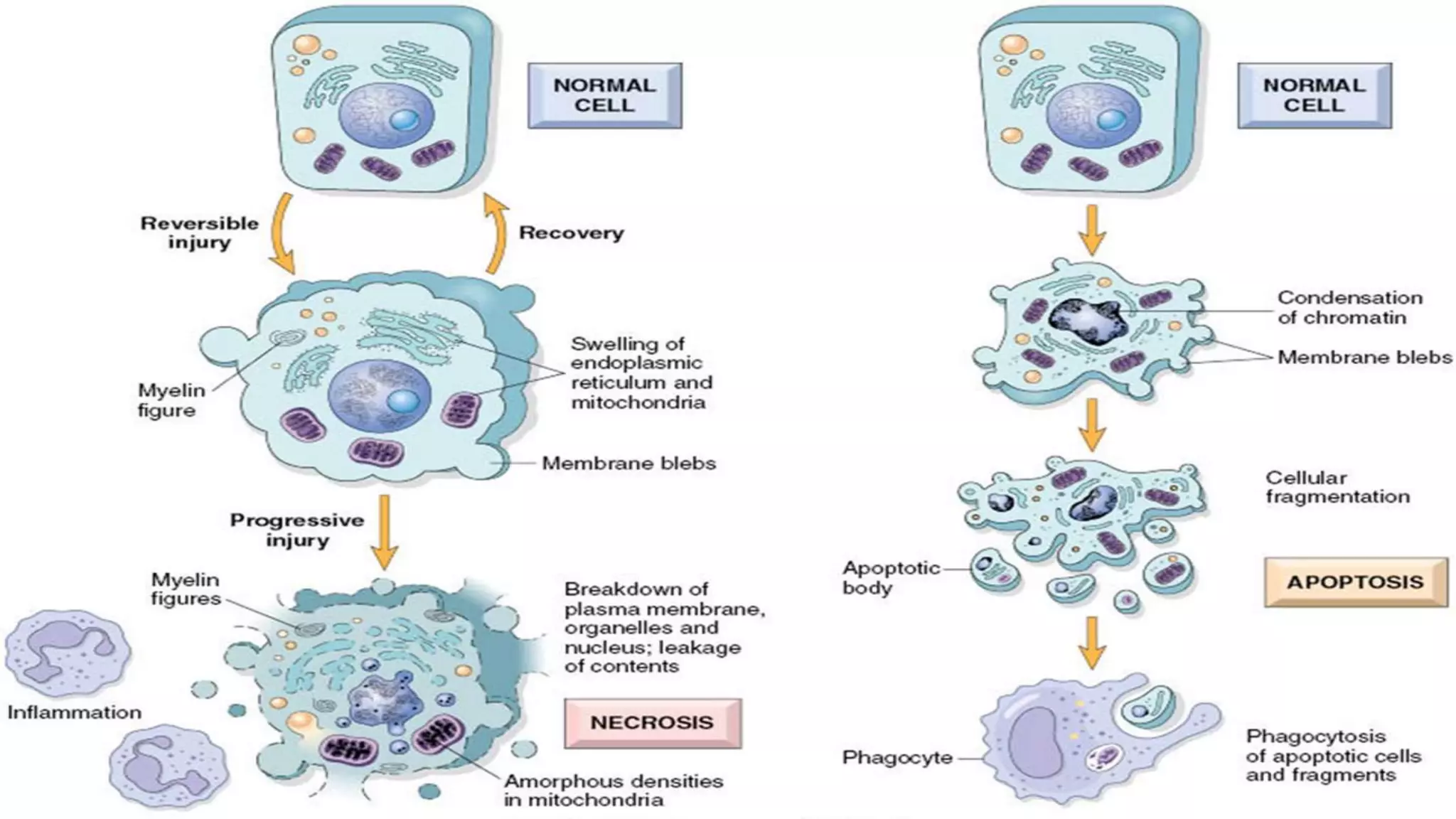 General pathology | PPTX