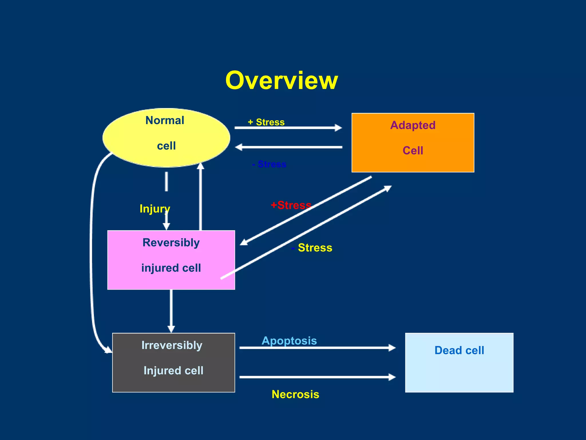 General pathology lecture 1 introduction & cell injury | PPT