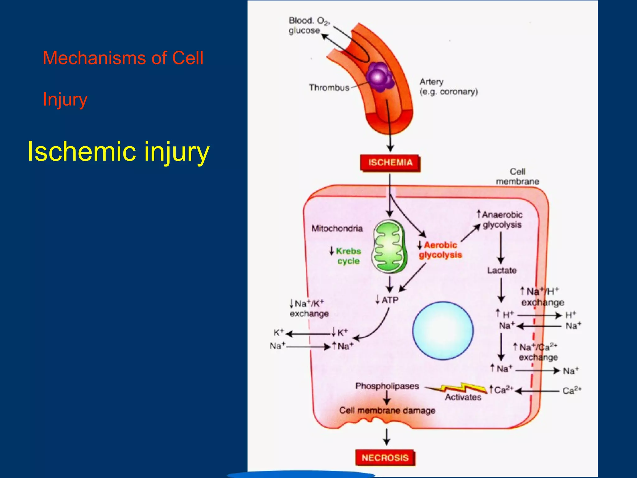General pathology lecture 1 introduction & cell injury | PPT