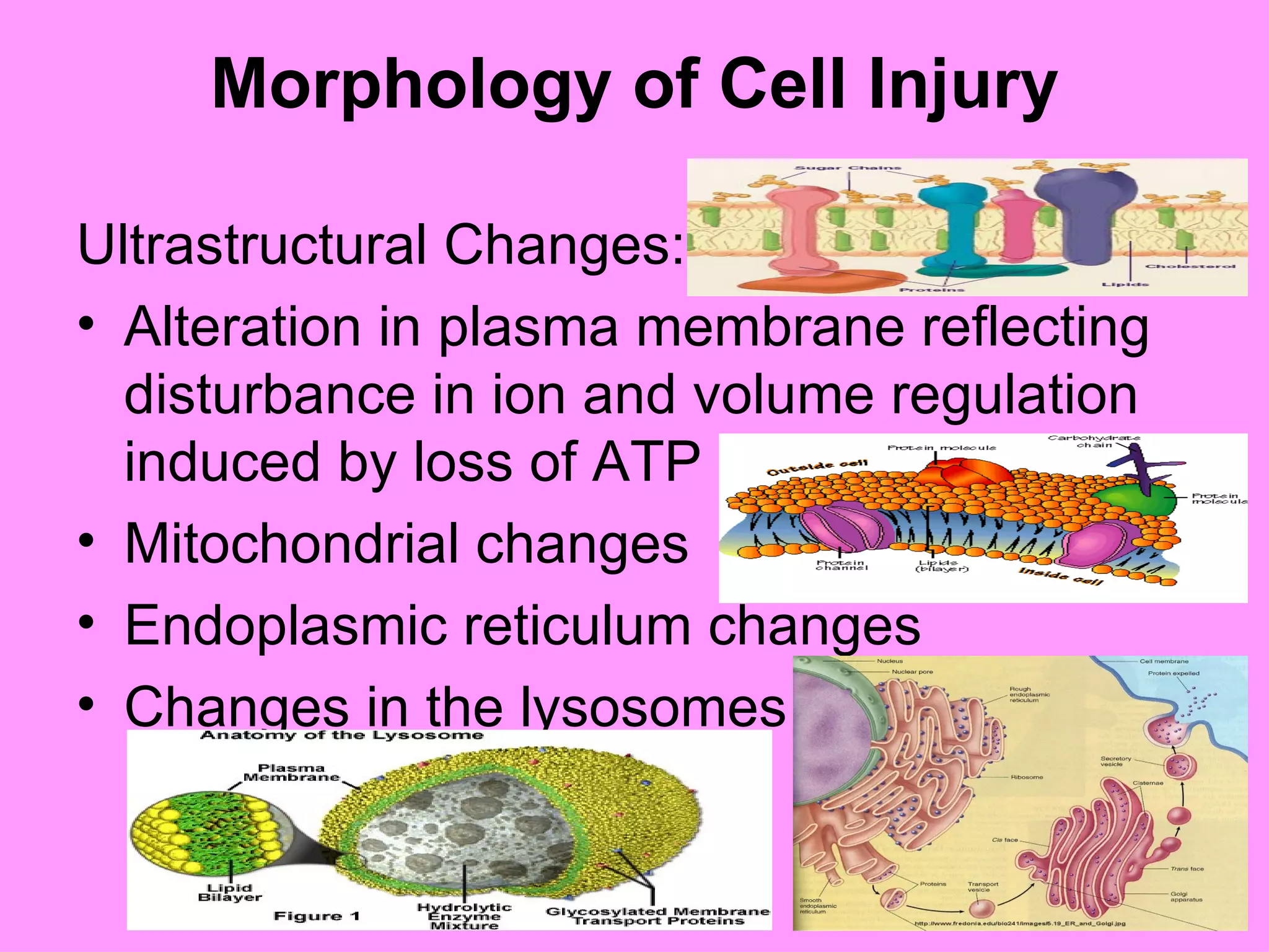 General pathology lecture 1 introduction & cell injury | PPT
