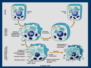 General pathology lecture 1 introduction & cell injury | PPT