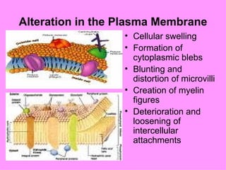 General pathology lecture 1 introduction & cell injury | PPT