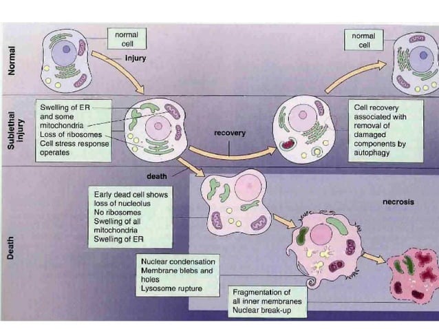 General pathology lecture 1 introduction & cell injury | PPT | Genetics ...
