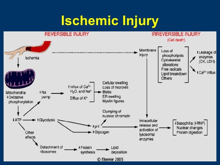General pathology lecture 1 introduction & cell injury