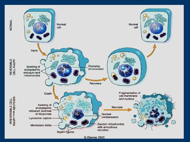 General pathology lecture 1 introduction & cell injury