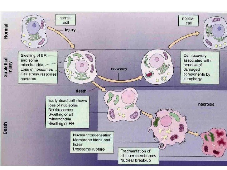 General pathology lecture 1 introduction & cell injury
