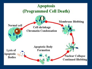 General pathology lecture 3 cell death or necrosis | PPT