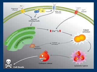 General pathology lecture 3 cell death or necrosis | PPT