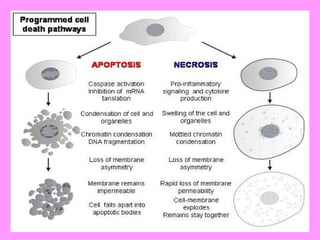 General pathology lecture 3 cell death or necrosis | PPT