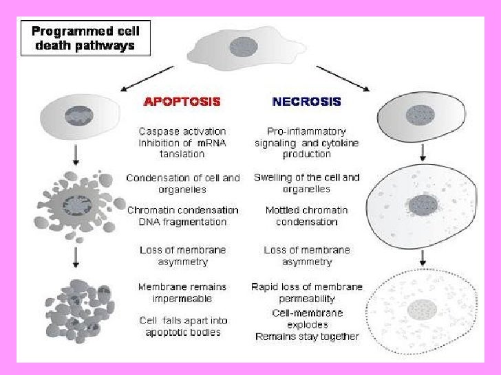 General pathology lecture 3 cell death or necrosis