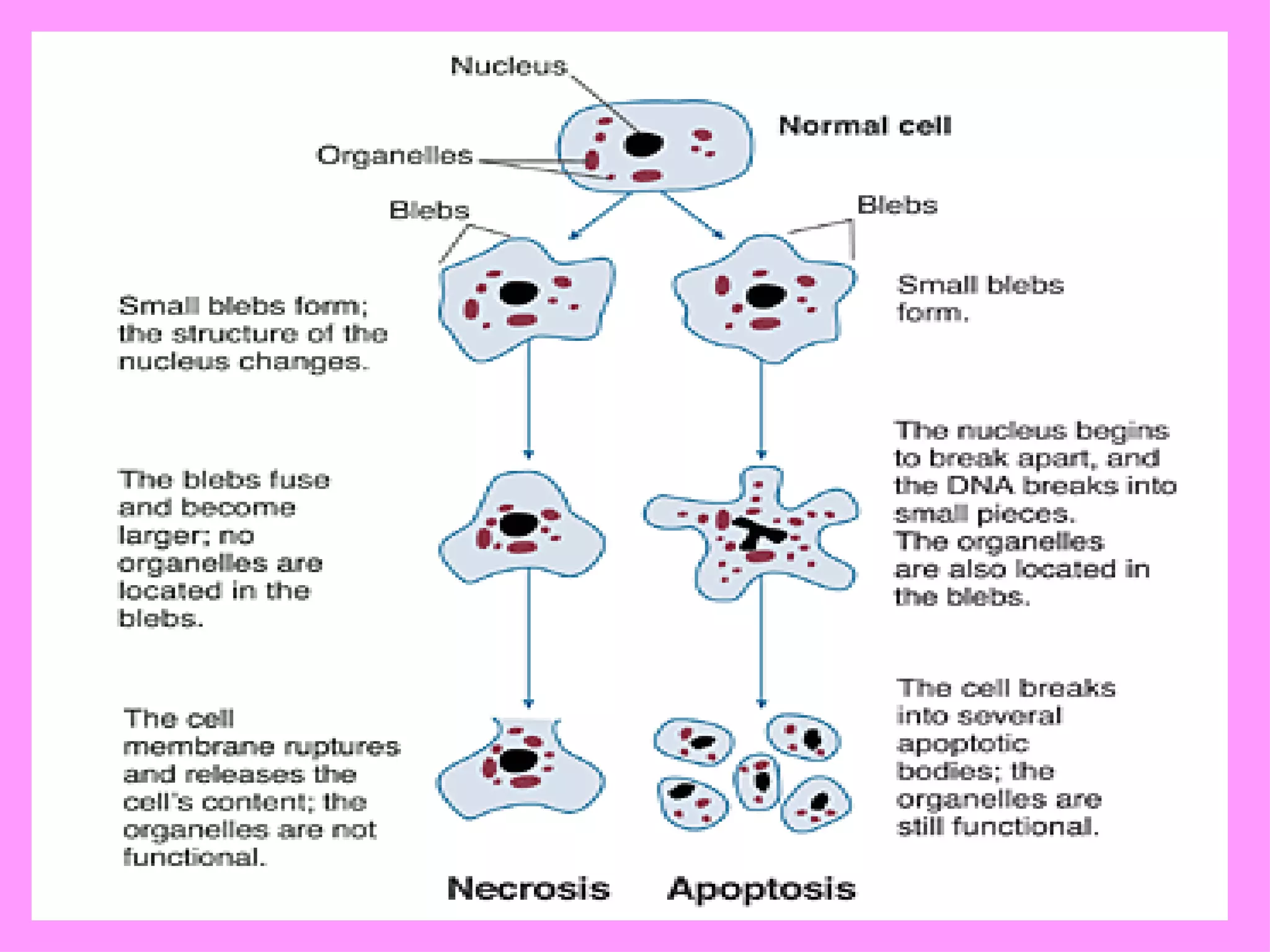 General pathology lecture 3 cell death or necrosis | PPT