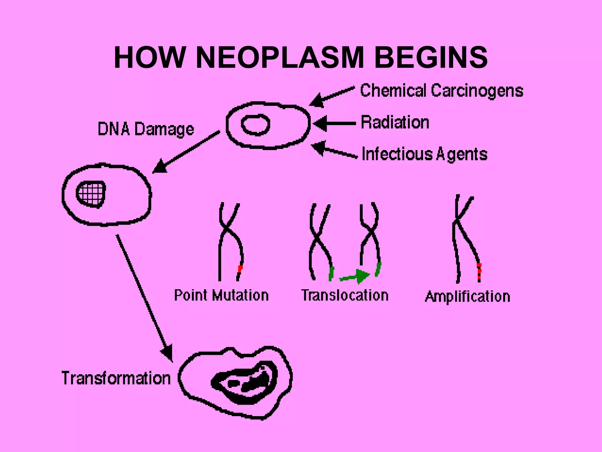 General pathology lecture 7 neoplasms | PPT
