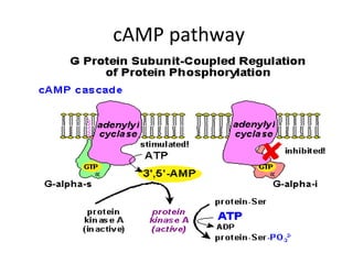 General physiology of receptor | PPT