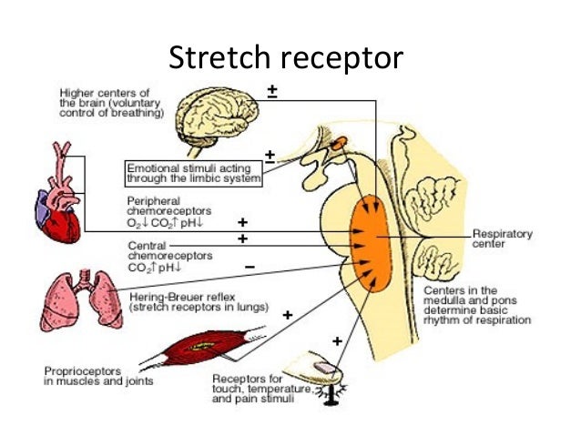 General physiology of receptor