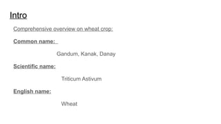 Wheat crop ppt.x for classroom it's diseases | PPT