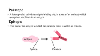 General principle of immunoassay Theoretical basis and optimization of ...