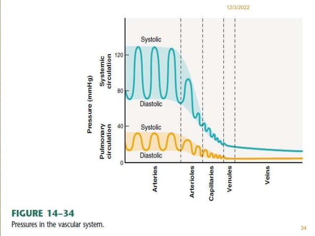 Hemodynamics of Circulation | PPT