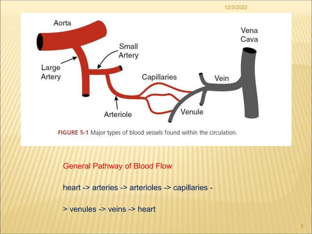Hemodynamics of Circulation | PPT