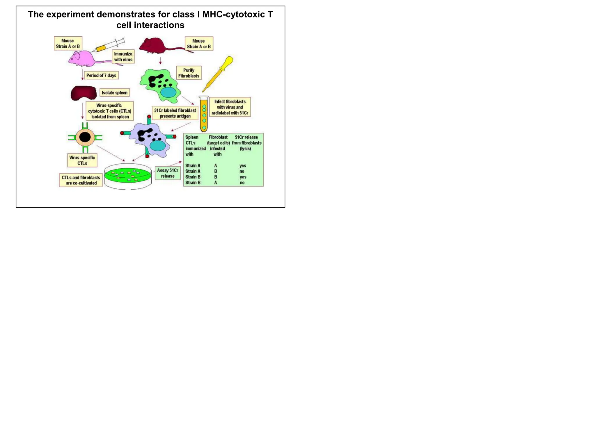 General principles of immunology and MHC - converted.pdf