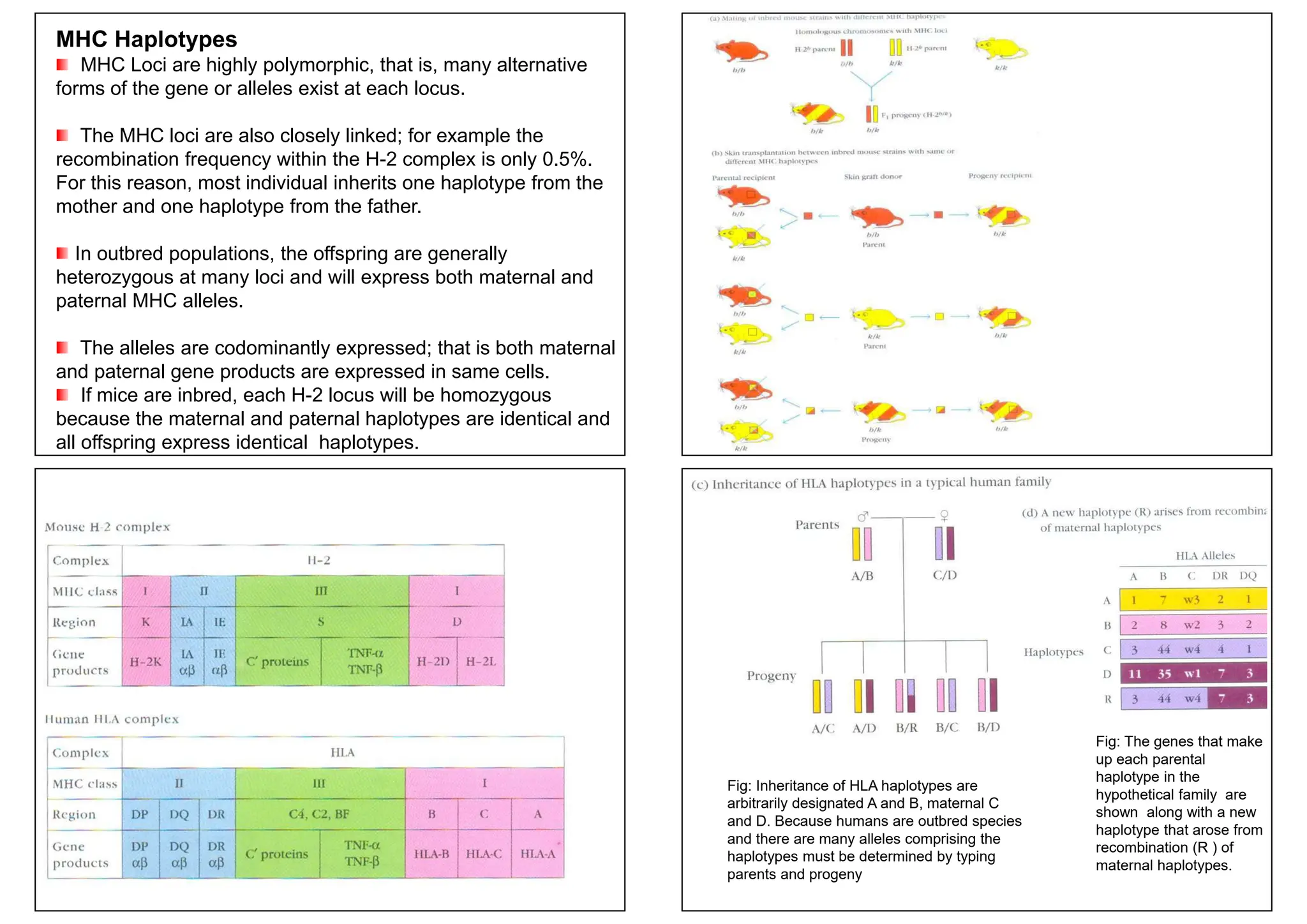 General principles of immunology and MHC - converted.pdf