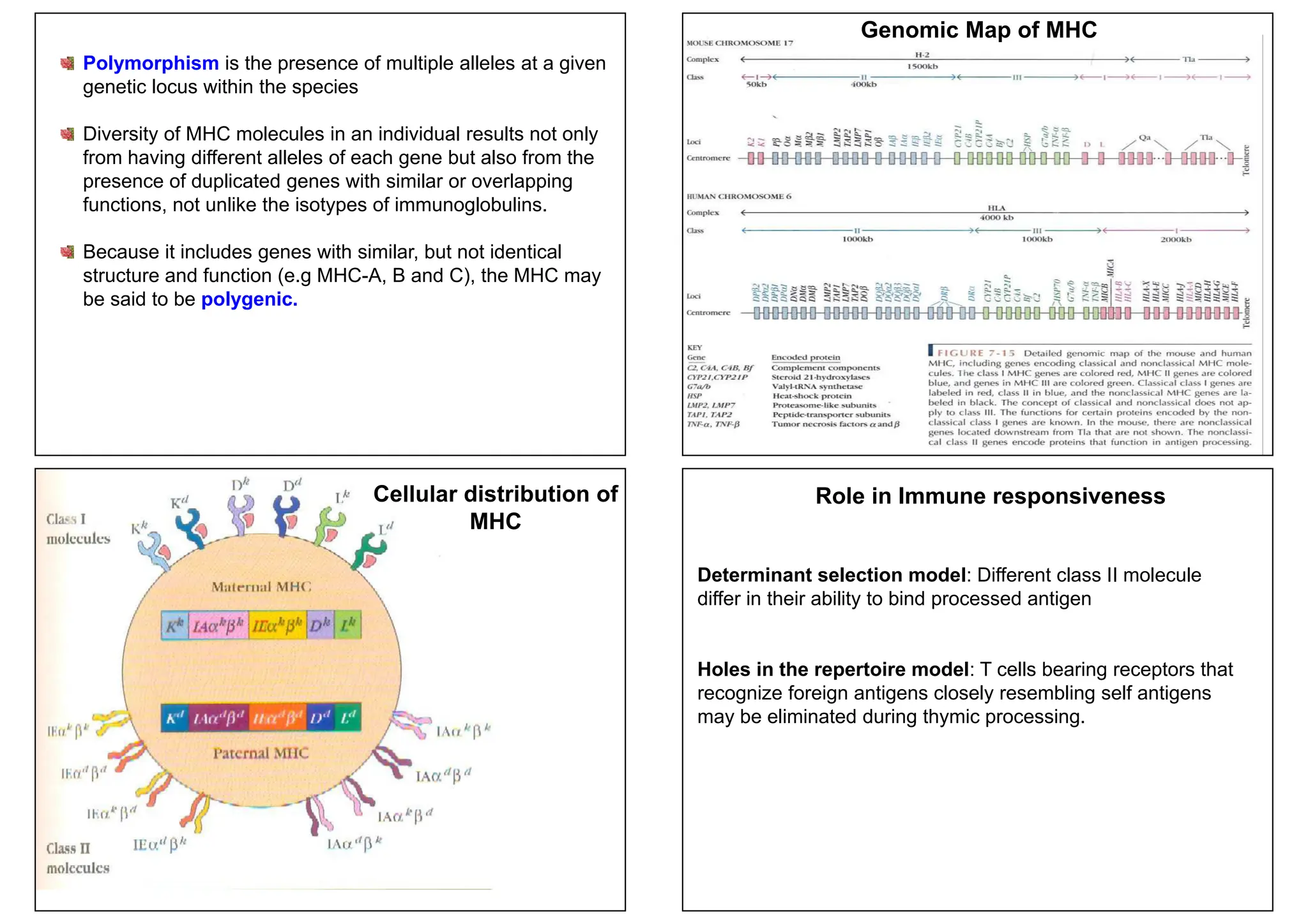 General principles of immunology and MHC - converted.pdf
