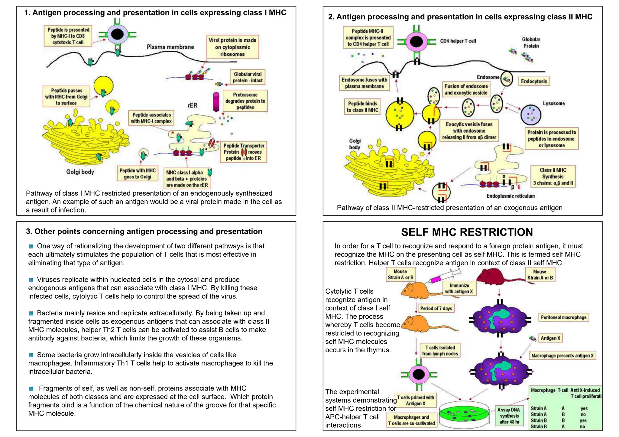 General principles of immunology and MHC - converted.pdf
