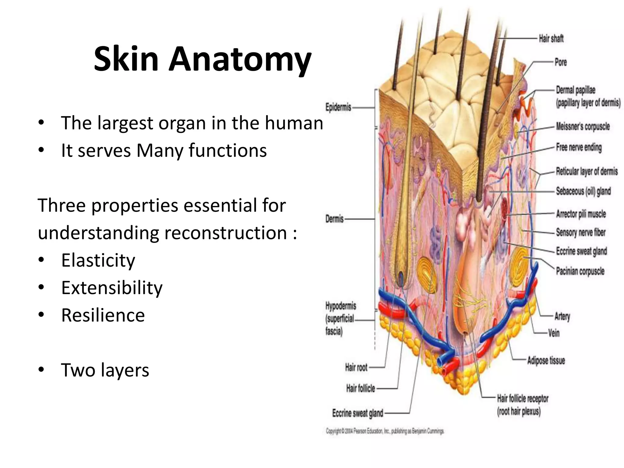 By Dr Dagmawi GeremewGeneral Principles of Skin Graft and Flaps | PPTX
