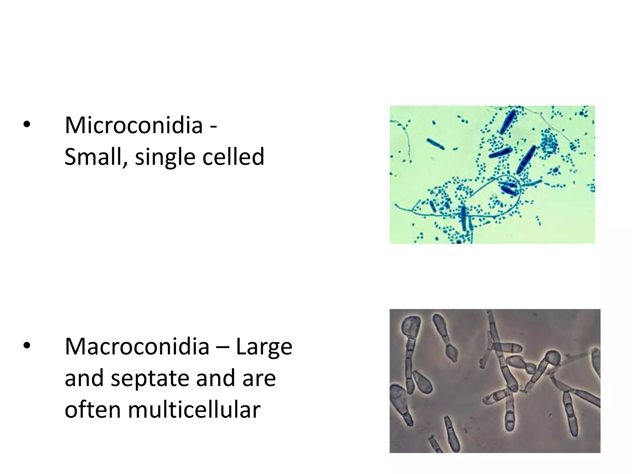 General properties of fungi | PPTX