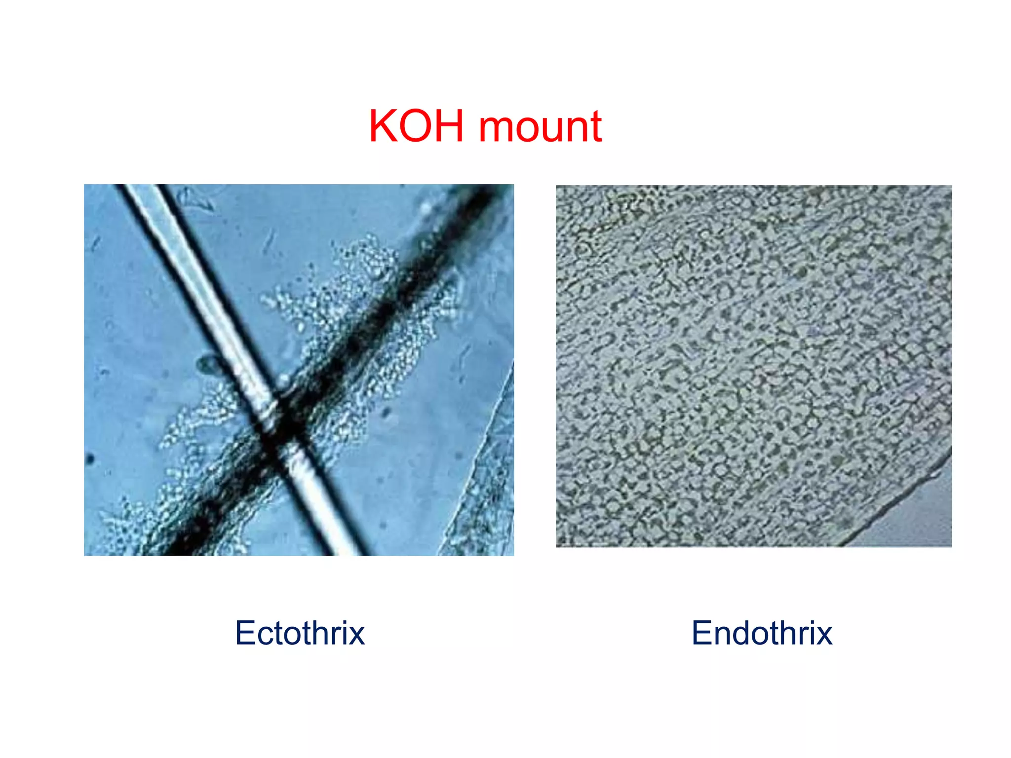 General properties of fungi | PPTX