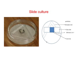 Fungi Slide